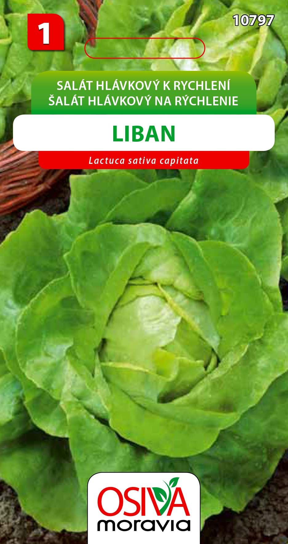 Salát hlávkový - Liban | Osej.cz