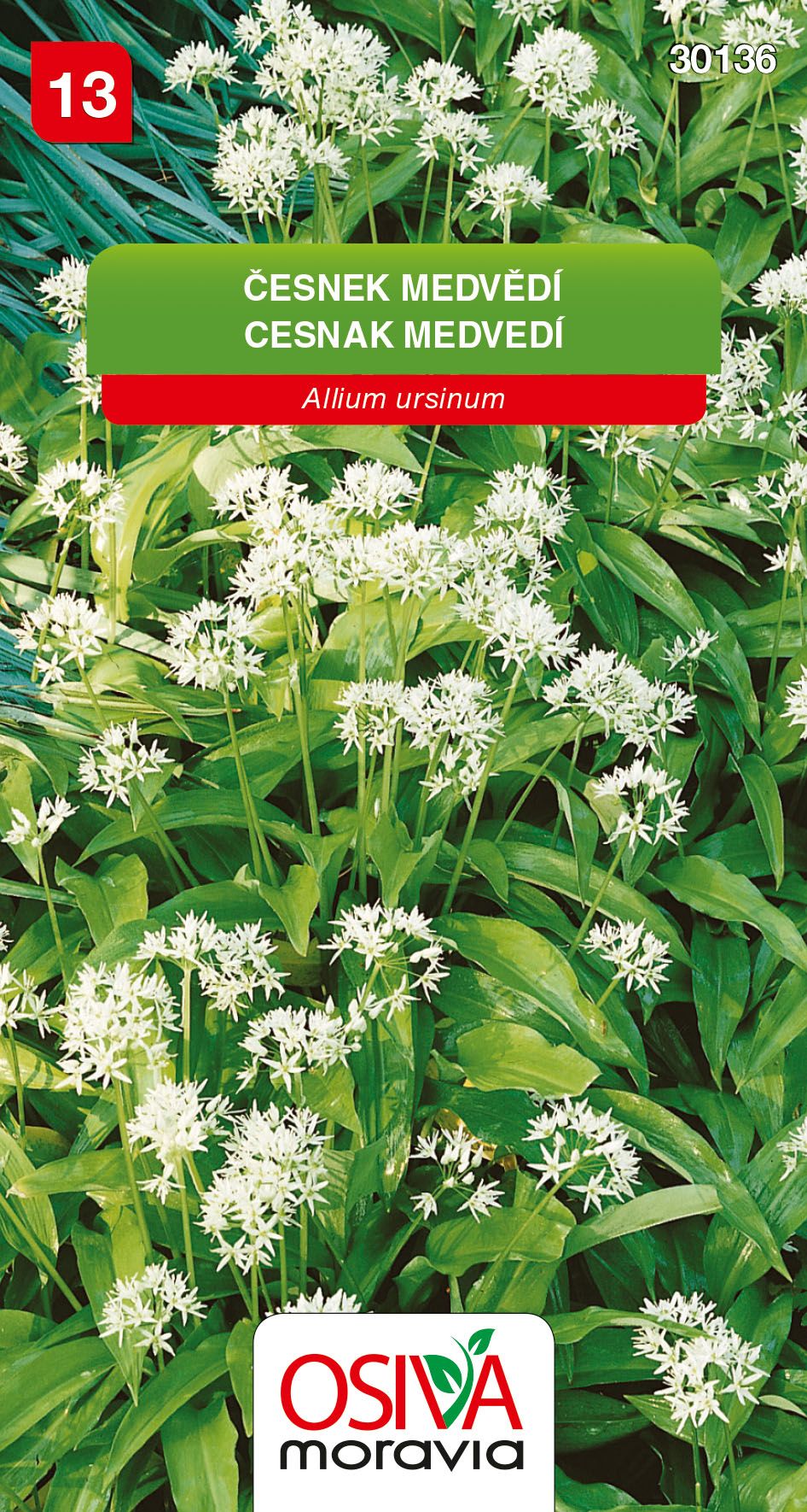 Cesnak medvedí | Osej.cz