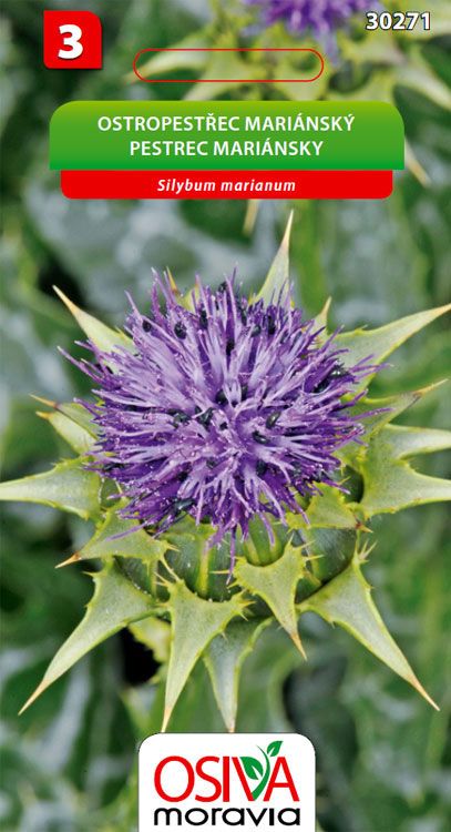 Ostropestřec mariánský | Osej.cz